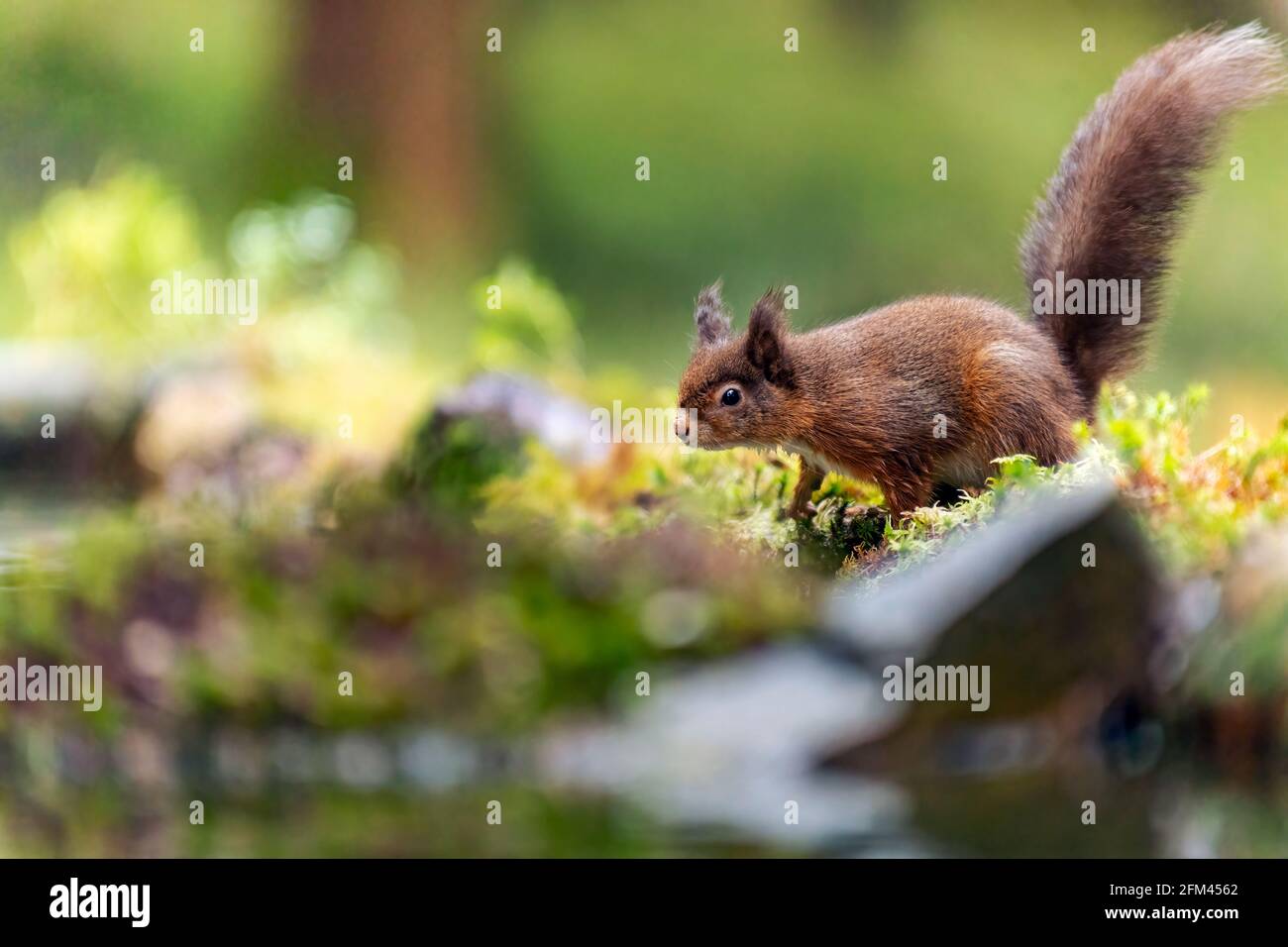 Red squirrel, Sciurus vulgaris, Hawes, Yorkshire Stock Photo - Alamy