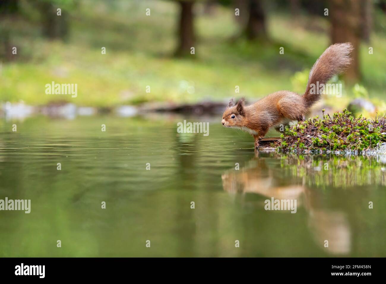 Red squirrel, Sciurus vulgaris, Hawes, Yorkshire Stock Photo - Alamy