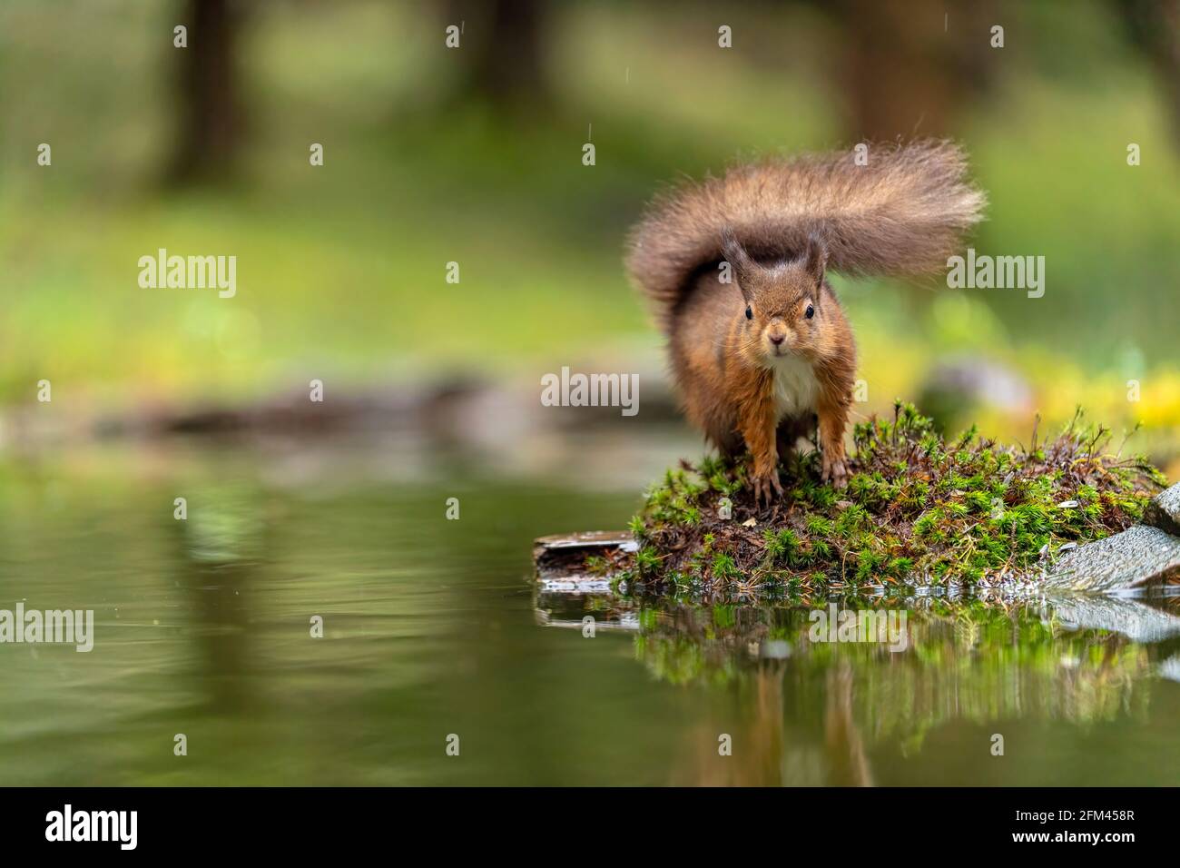 Red squirrel, Sciurus vulgaris, Hawes, Yorkshire Stock Photo - Alamy