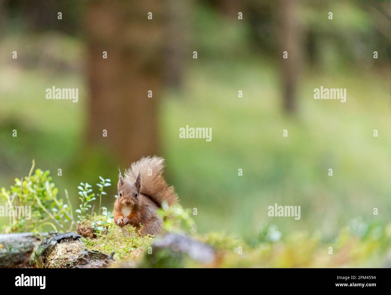 Red squirrel, Sciurus vulgaris, Hawes, Yorkshire Stock Photo - Alamy