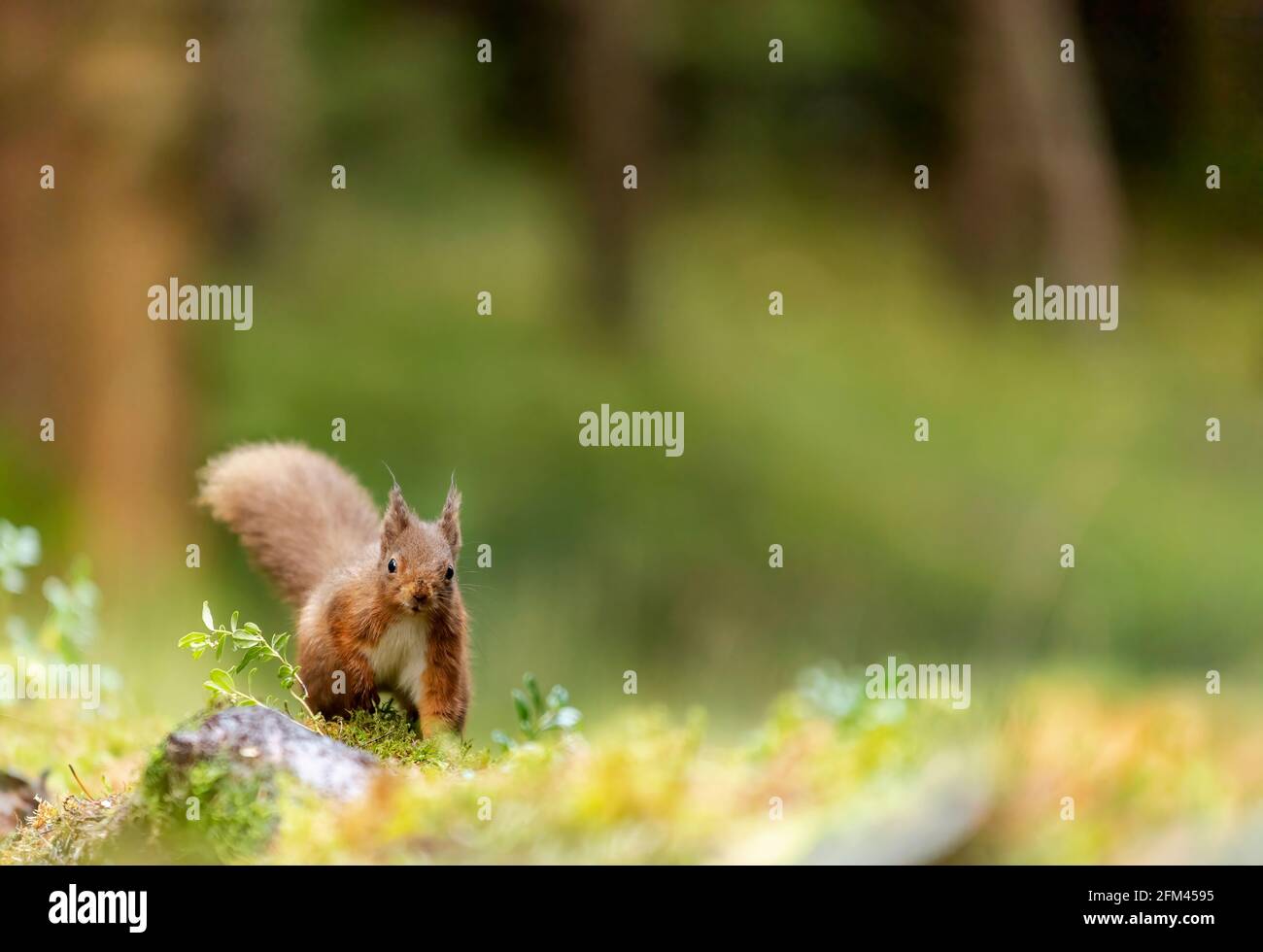 Red squirrel, Sciurus vulgaris, Hawes, Yorkshire Stock Photo - Alamy