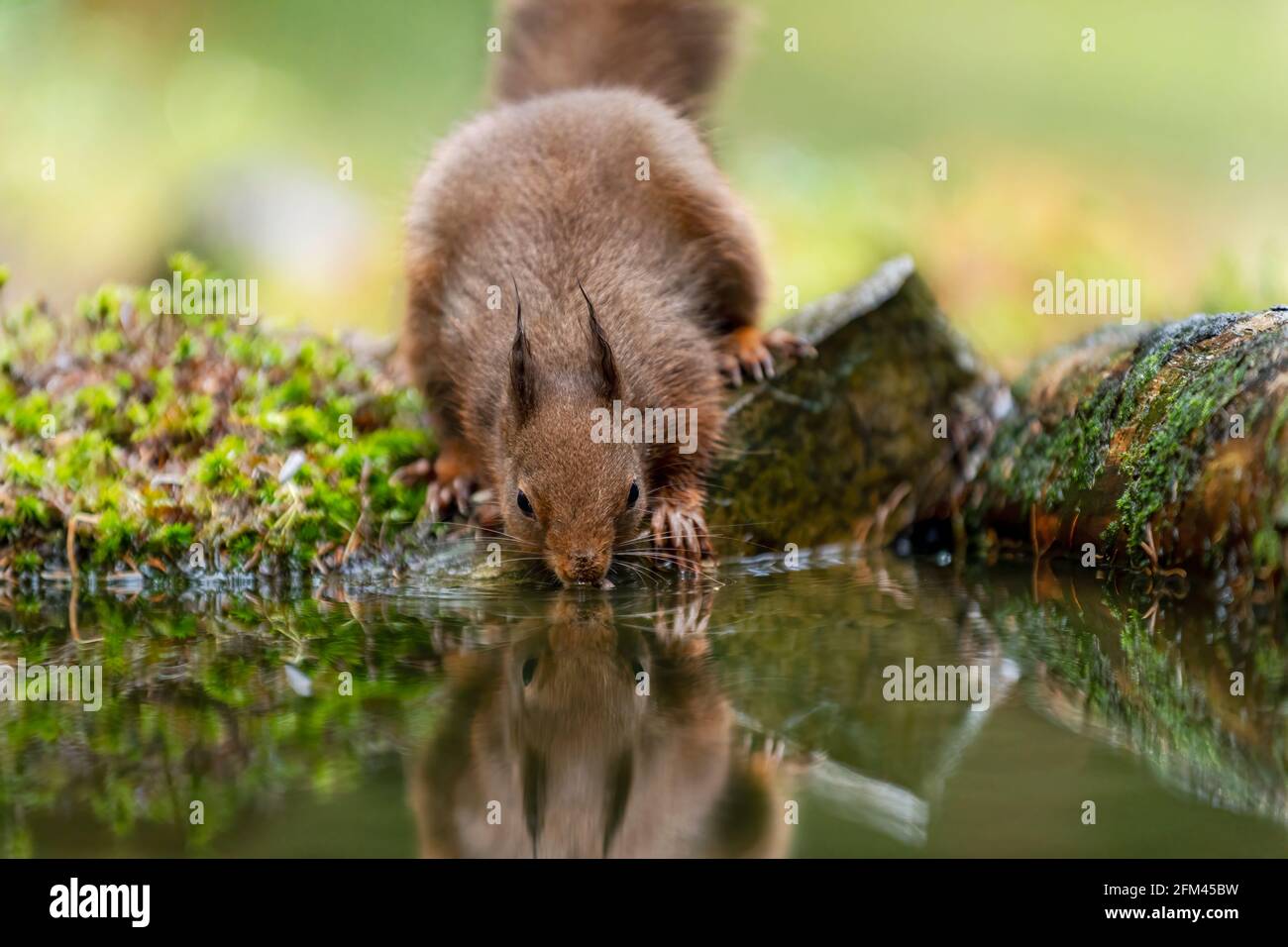 Red squirrel, Sciurus vulgaris, Hawes, Yorkshire Stock Photo - Alamy