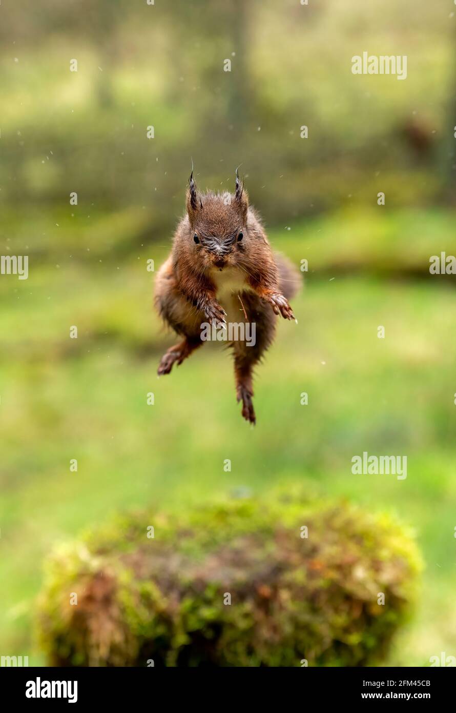 Red squirrel, Sciurus vulgaris, Hawes, Yorkshire Stock Photo - Alamy
