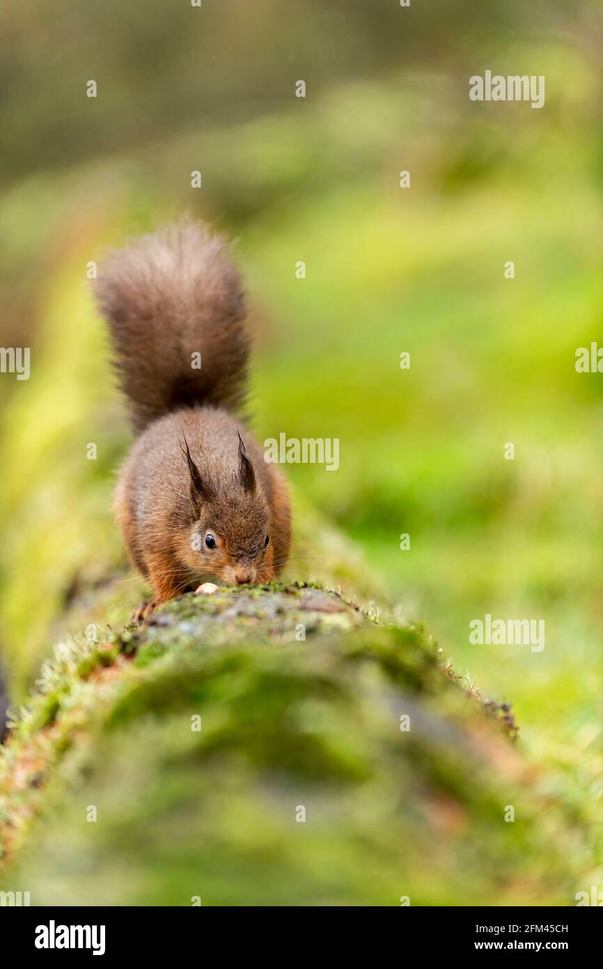 Red squirrel, Sciurus vulgaris, Hawes, Yorkshire Stock Photo - Alamy