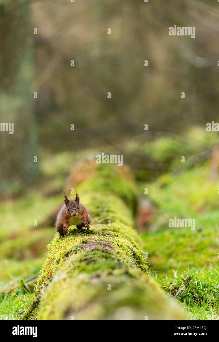 Red squirrel, Sciurus vulgaris, Hawes, Yorkshire Stock Photo - Alamy