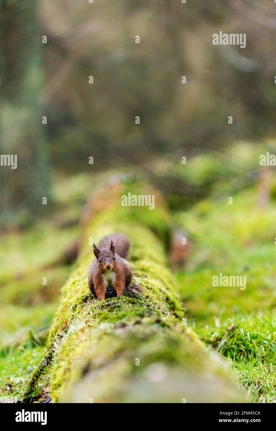 Red squirrel, Sciurus vulgaris, Hawes, Yorkshire Stock Photo - Alamy