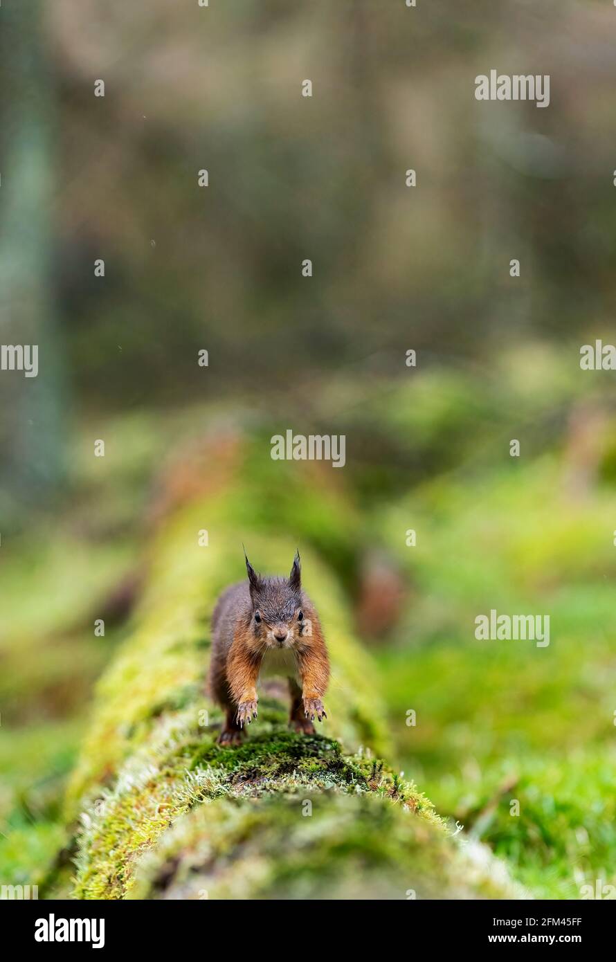 Red squirrel, Sciurus vulgaris, Hawes, Yorkshire Stock Photo - Alamy
