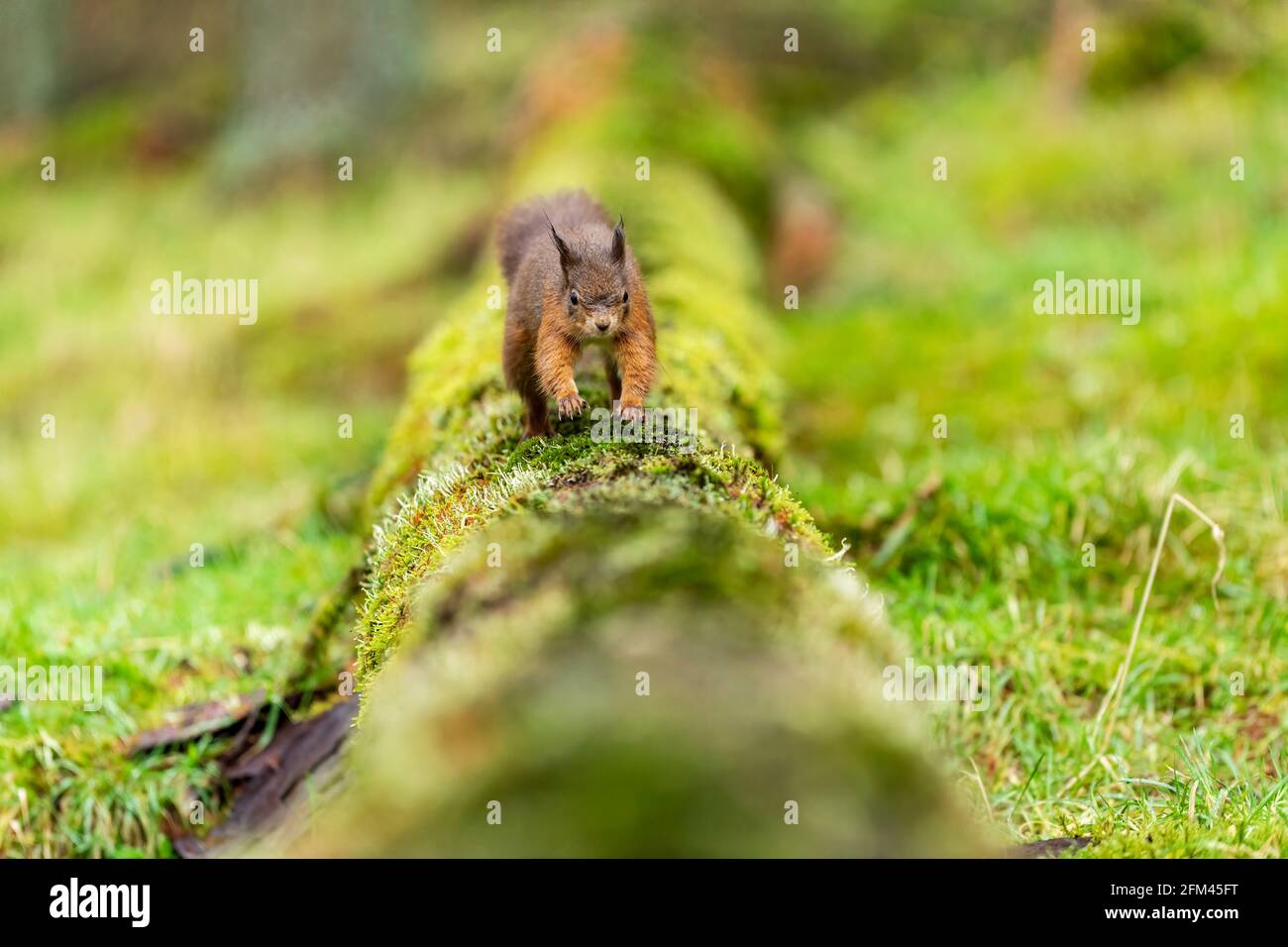 Red squirrel, Sciurus vulgaris, Hawes, Yorkshire Stock Photo - Alamy