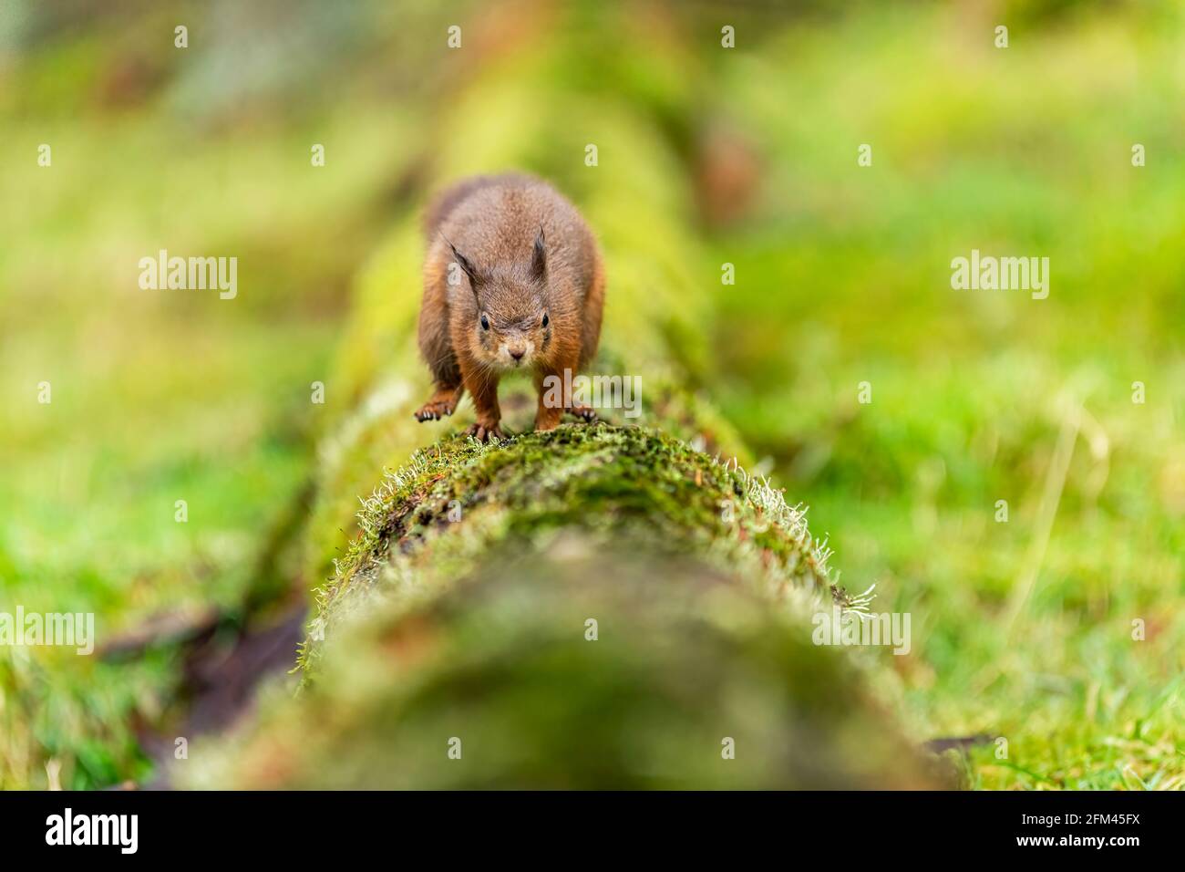 Red squirrel, Sciurus vulgaris, Hawes, Yorkshire Stock Photo - Alamy