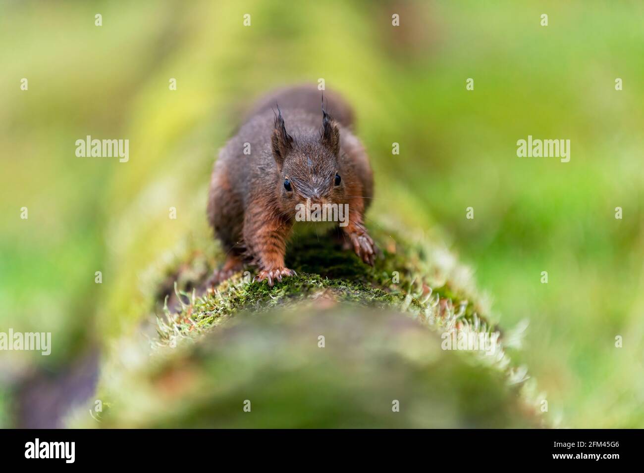 Red squirrel, Sciurus vulgaris, Hawes, Yorkshire Stock Photo - Alamy