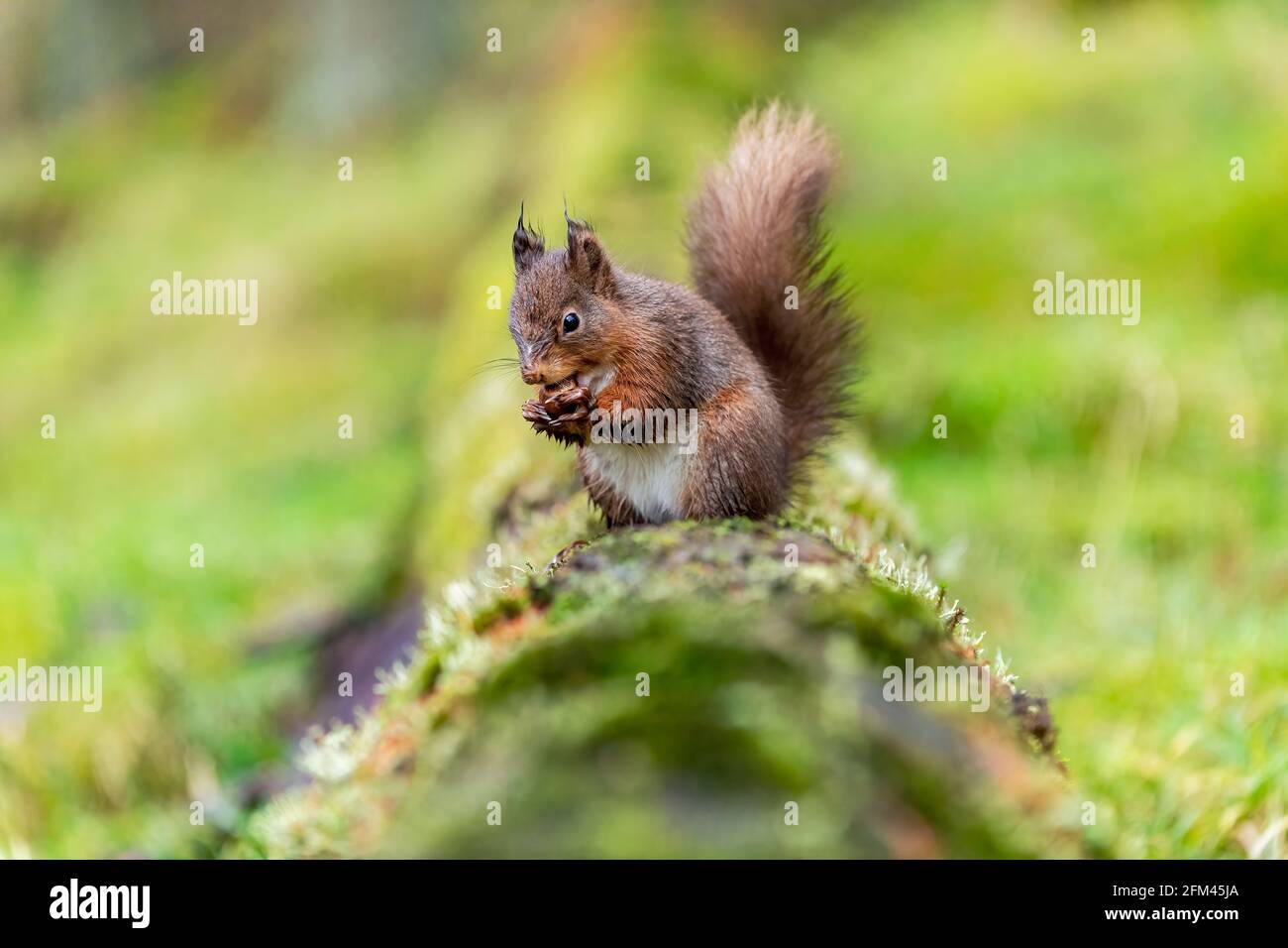 Red squirrel, Sciurus vulgaris, Hawes, Yorkshire Stock Photo - Alamy
