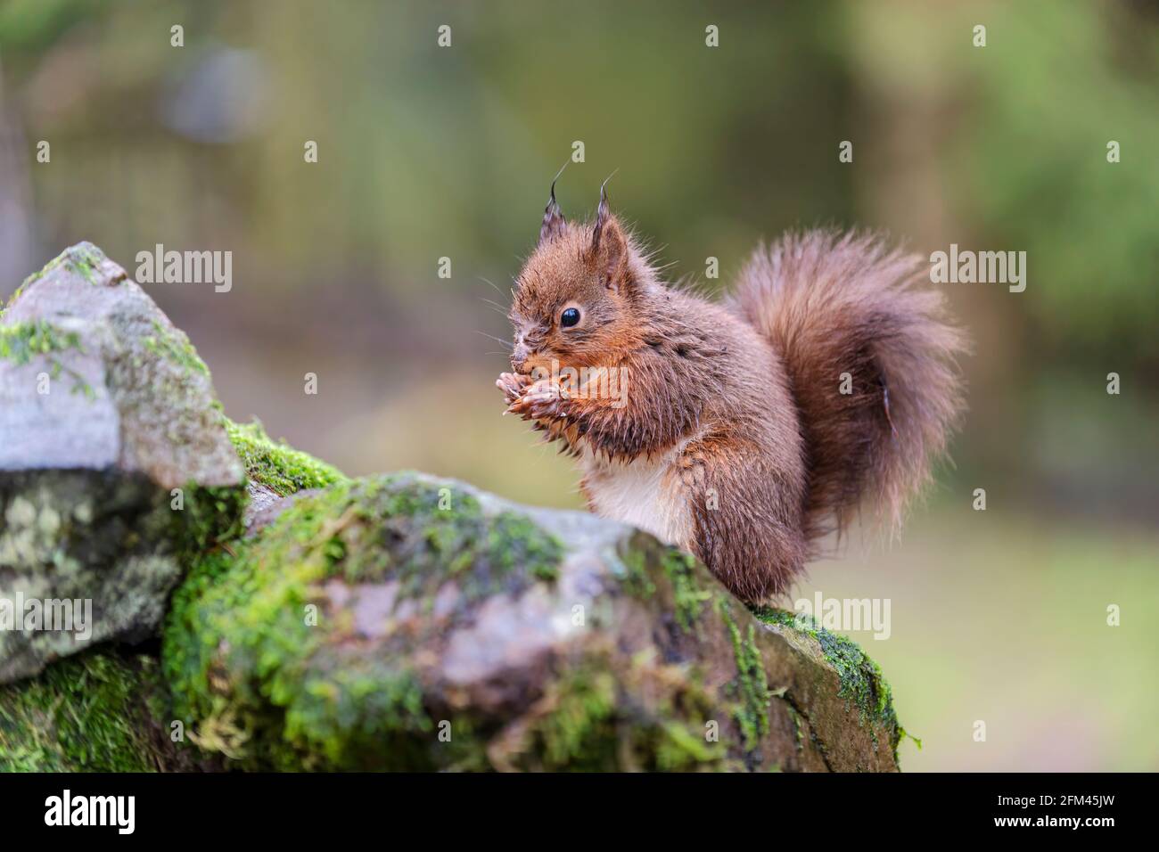 Red squirrel, Sciurus vulgaris, Hawes, Yorkshire Stock Photo - Alamy