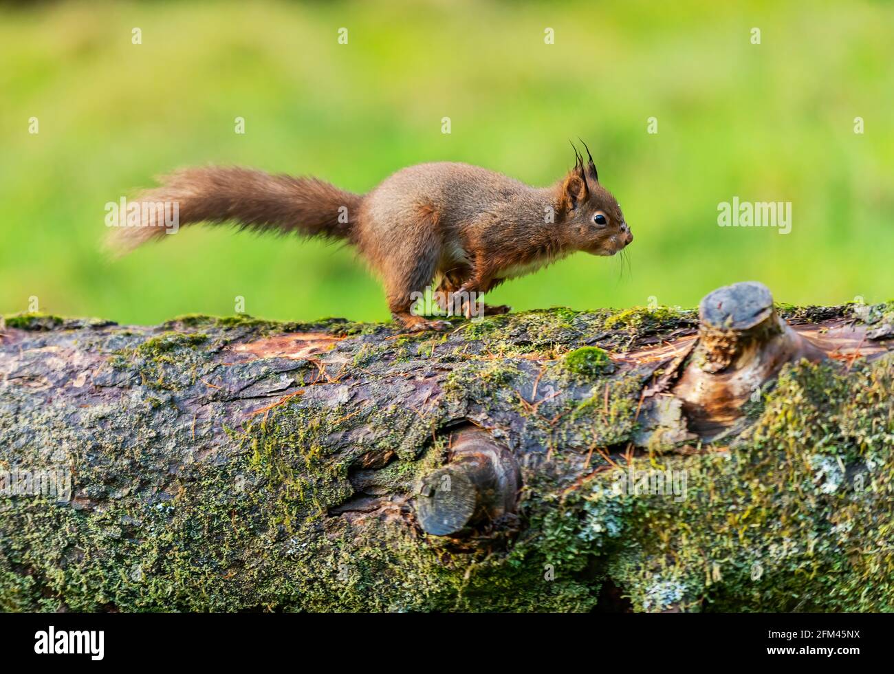 Red squirrel, Sciurus vulgaris, Hawes, Yorkshire Stock Photo - Alamy