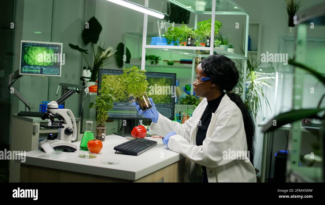 Scientist woman analyzing sapling while typing pharmaceutical expertise ...