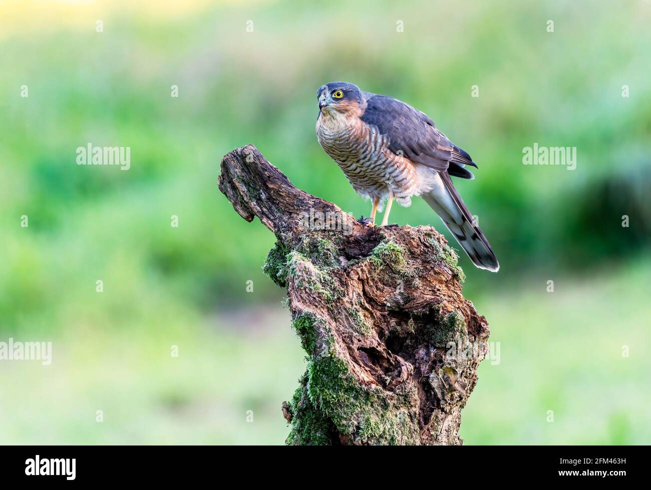 European sparrowhawk, Accipiter nisus, Newport, Wales Stock Photo - Alamy