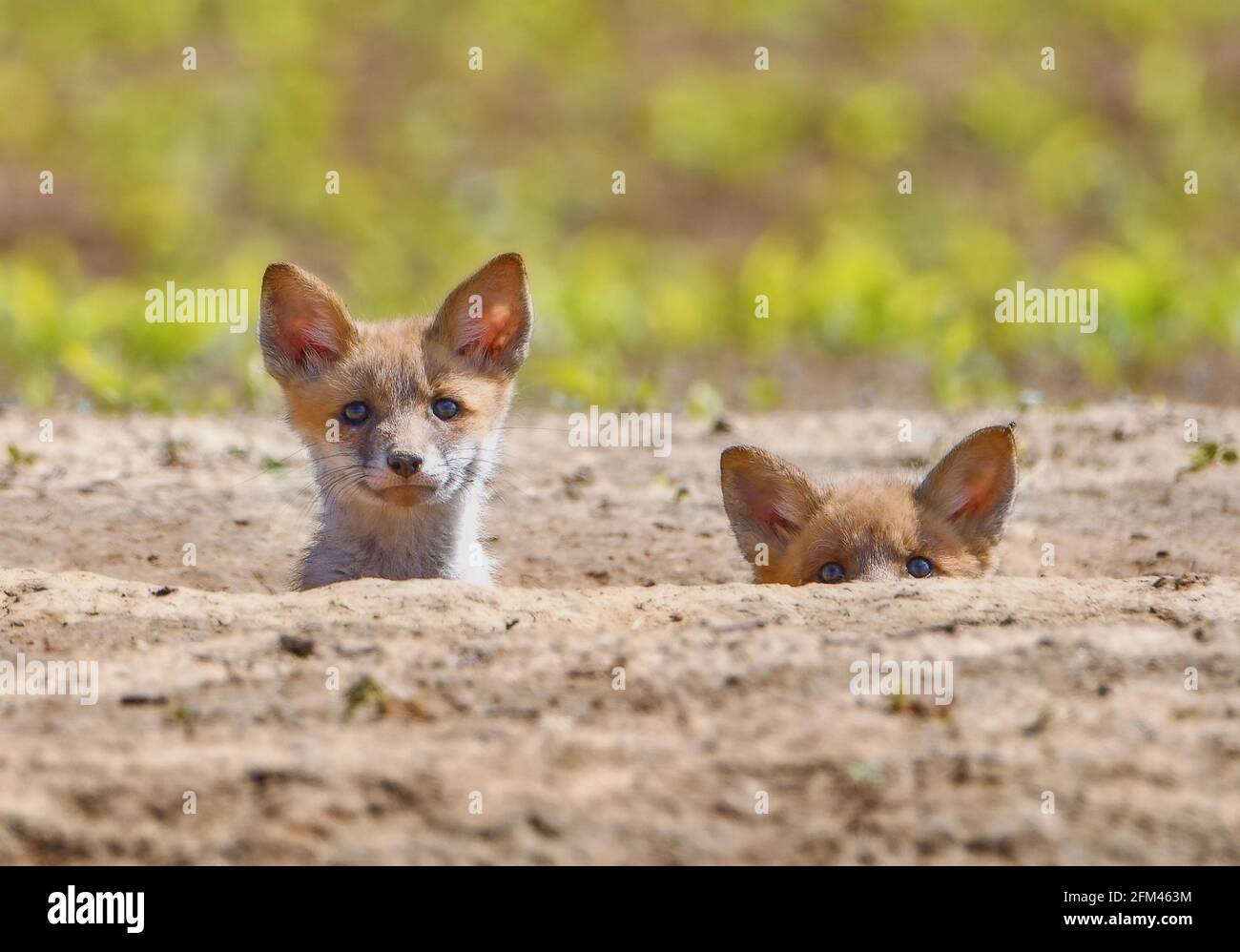 Red fox cubs Stock Photo - Alamy