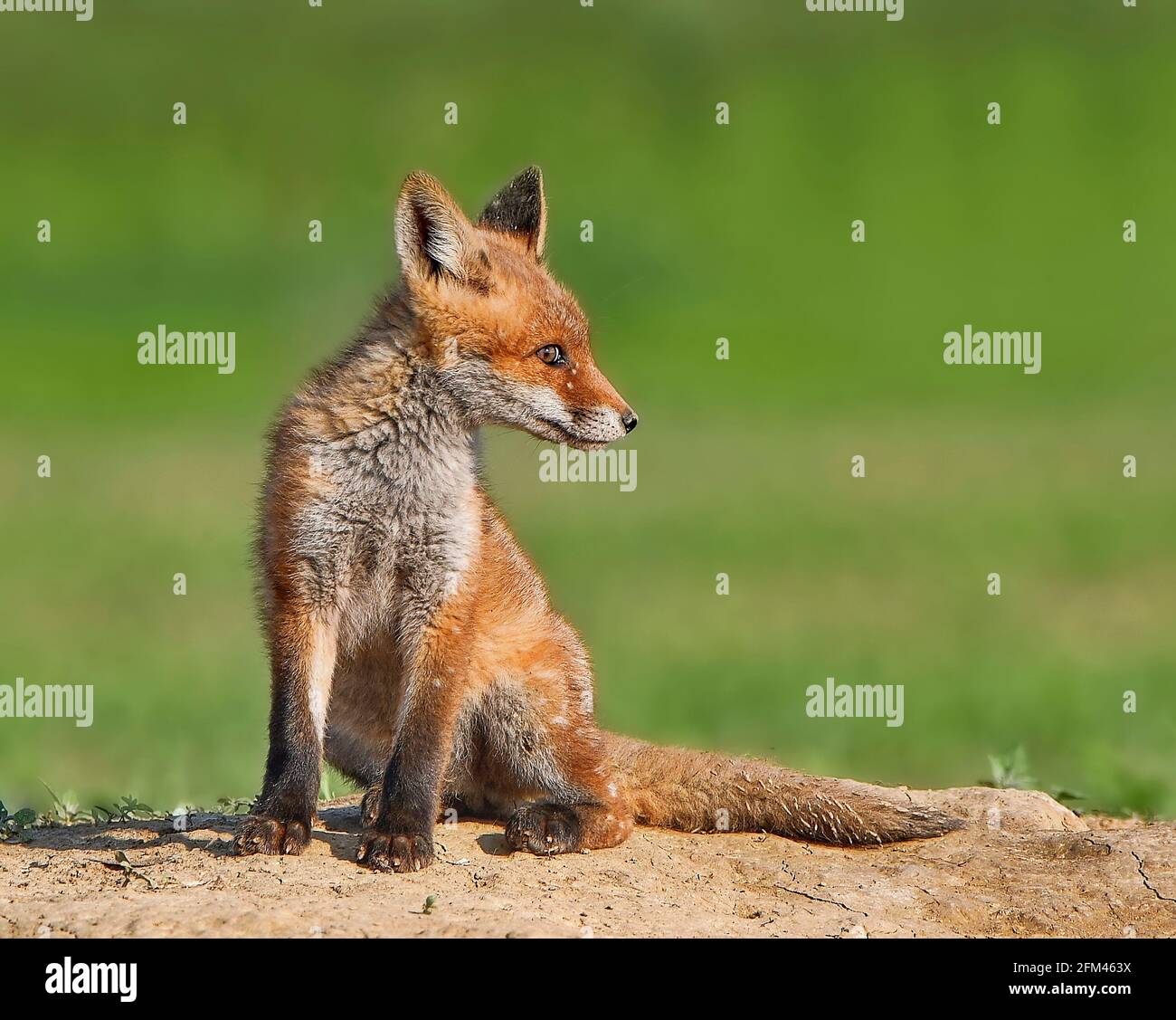 Red fox cubs Stock Photo - Alamy