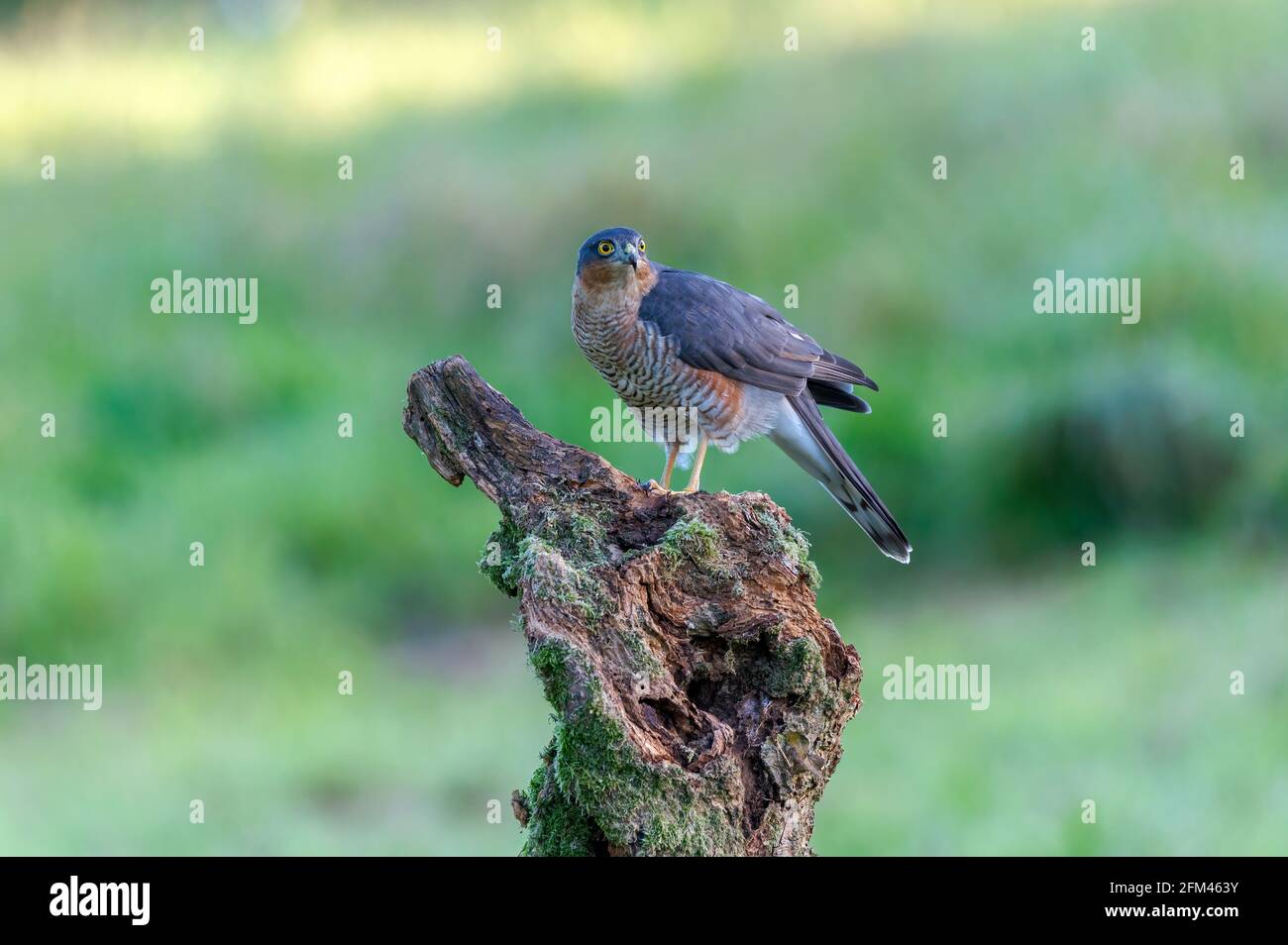 European sparrowhawk, Accipiter nisus, Newport, Wales Stock Photo - Alamy