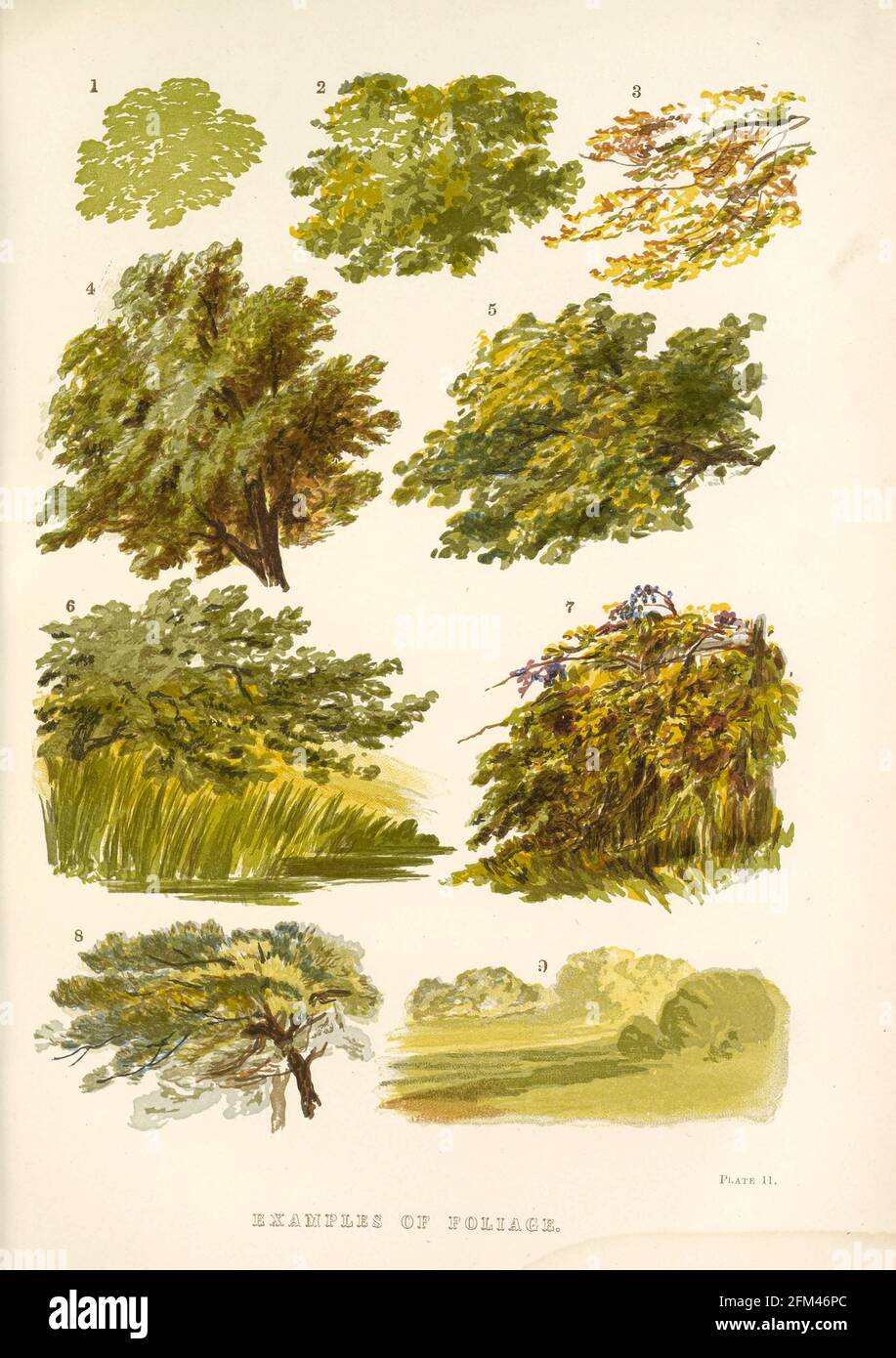 Examples of Foliage from the book The theory and practice of landscape ...