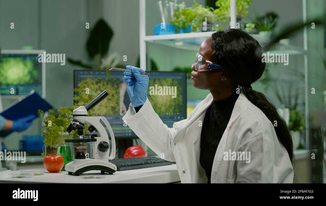 Pharmaceutical woman looking at organic leaf sample observing genetic ...