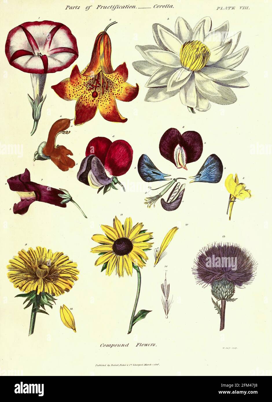 Compound flowers hi-res stock photography and images - Alamy