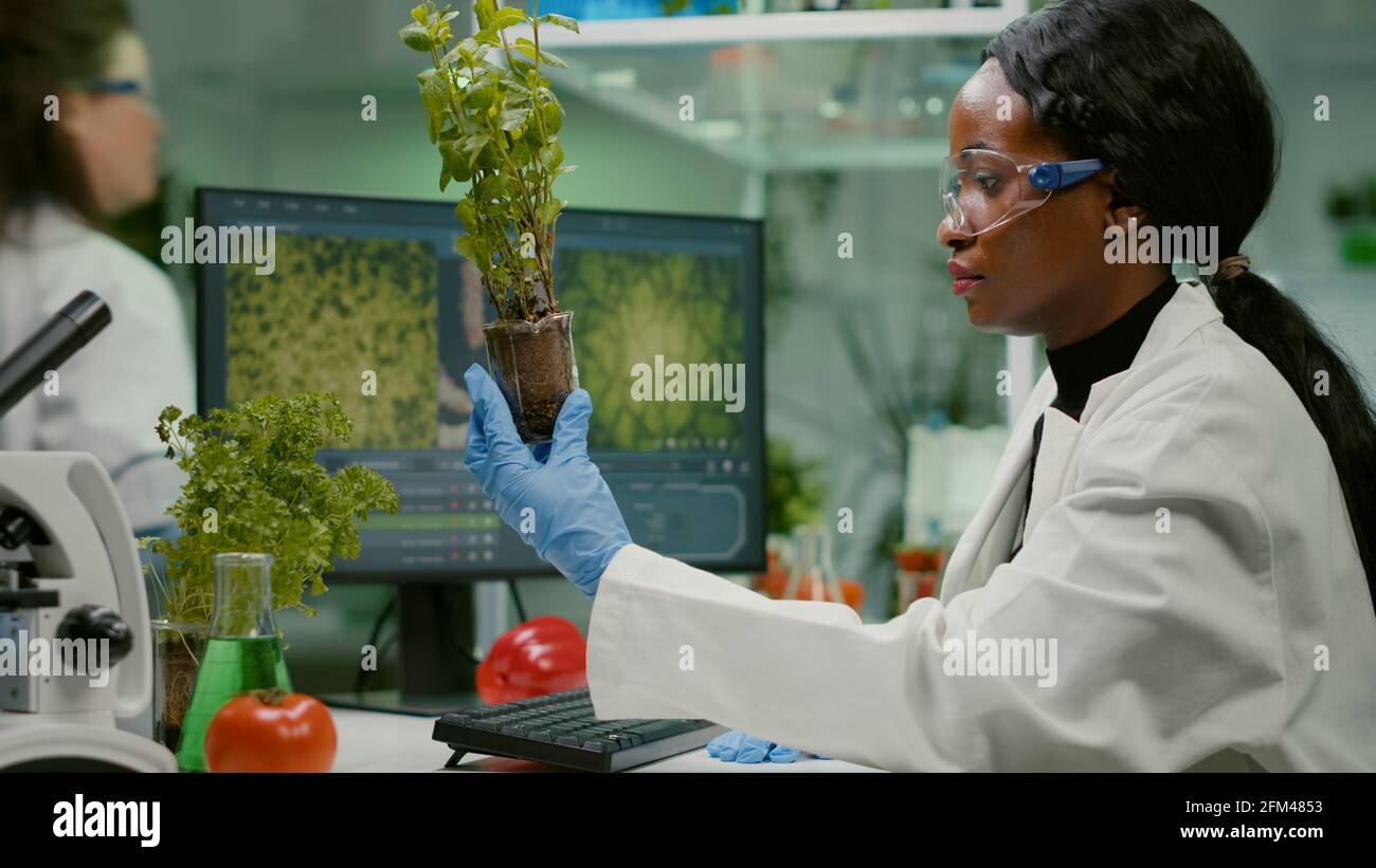 Woman researcher looking at green sapling comparing with tomato while ...