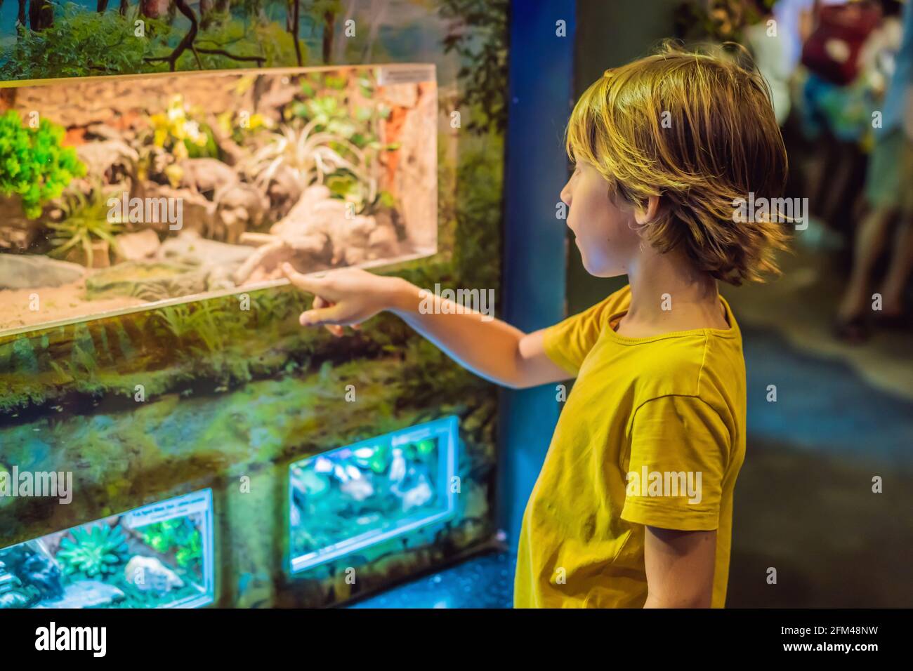 Little kid boy admire Poisonous green snake in terrarium through the ...