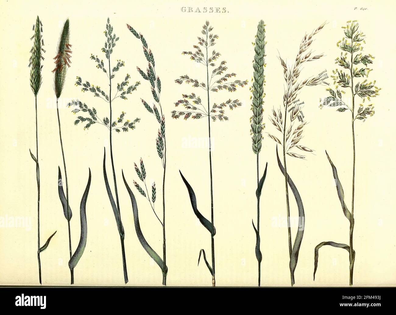 Garden grasses wildflowers hi-res stock photography and images - Alamy