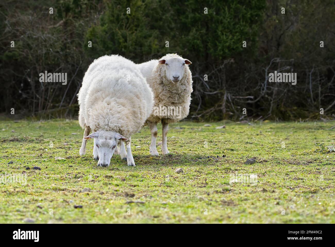 Sheep eating fresh grass. unshorn sheep in a spring field. Sheep ...