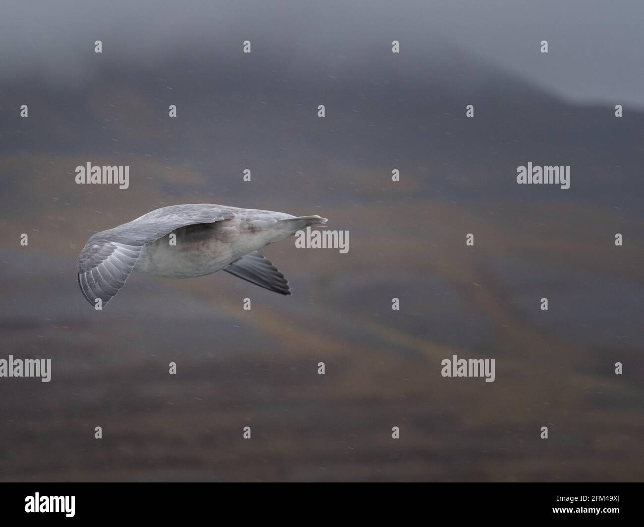 Svalbard Northern Fulmar (Fulmarus glacialis) flying along Spitsbergen ...