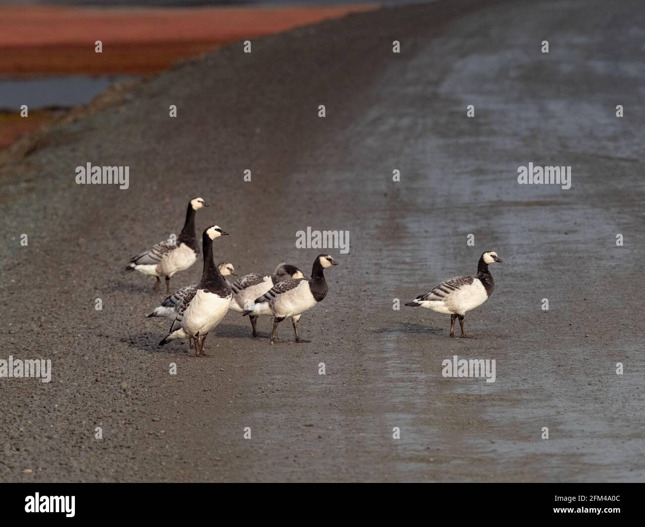 Group off Barnacle goose in arctic. Svalbard, Norway Stock Photo - Alamy