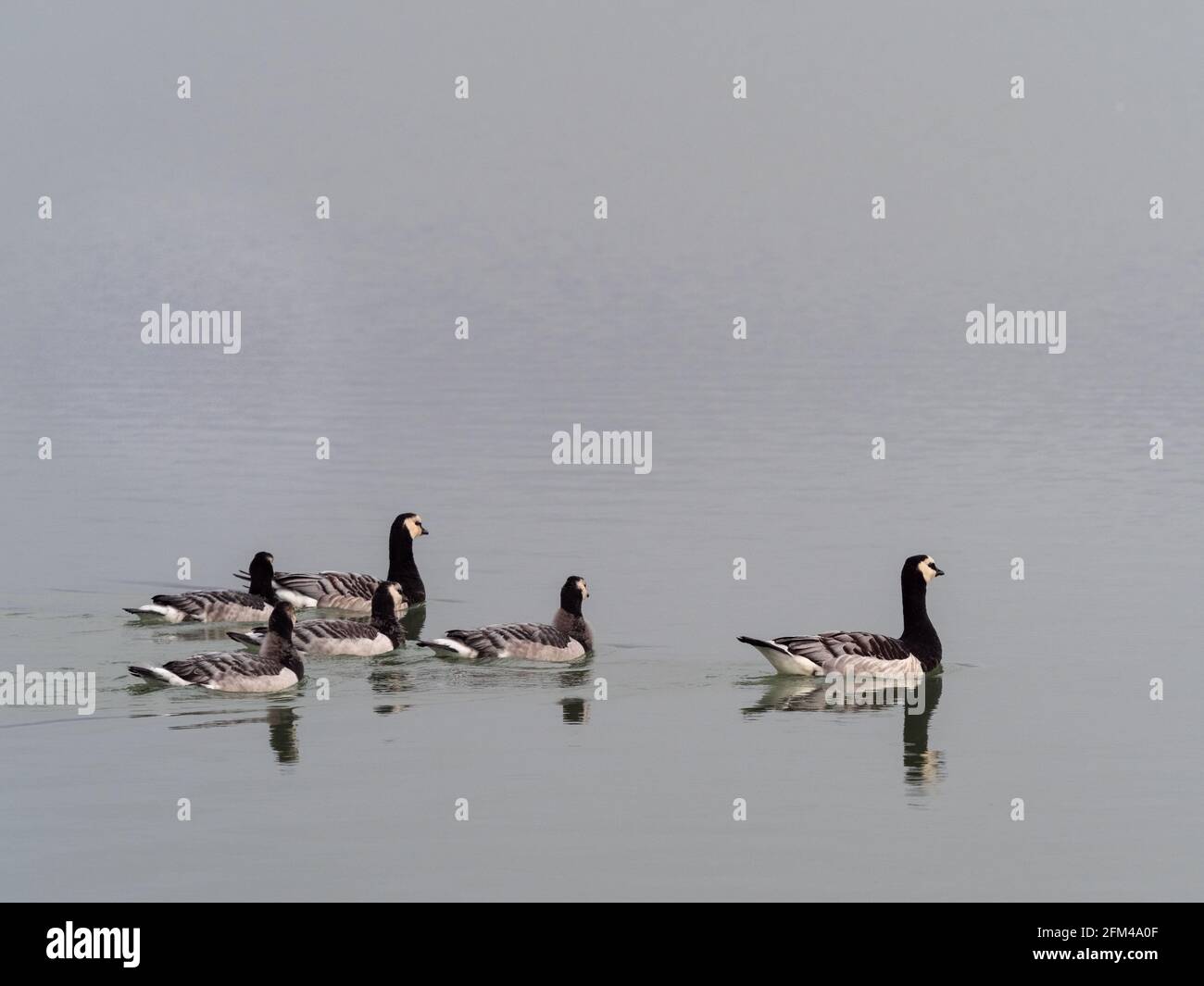 White goose camouflage hi-res stock photography and images - Alamy