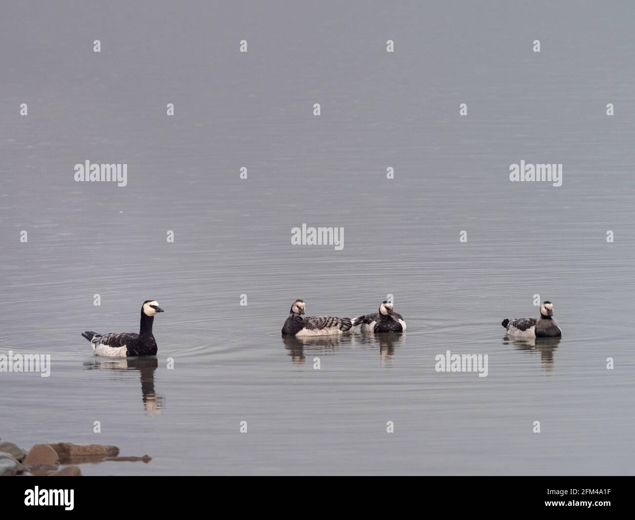 Group off Barnacle goose in arctic. Svalbard, Norway Stock Photo - Alamy