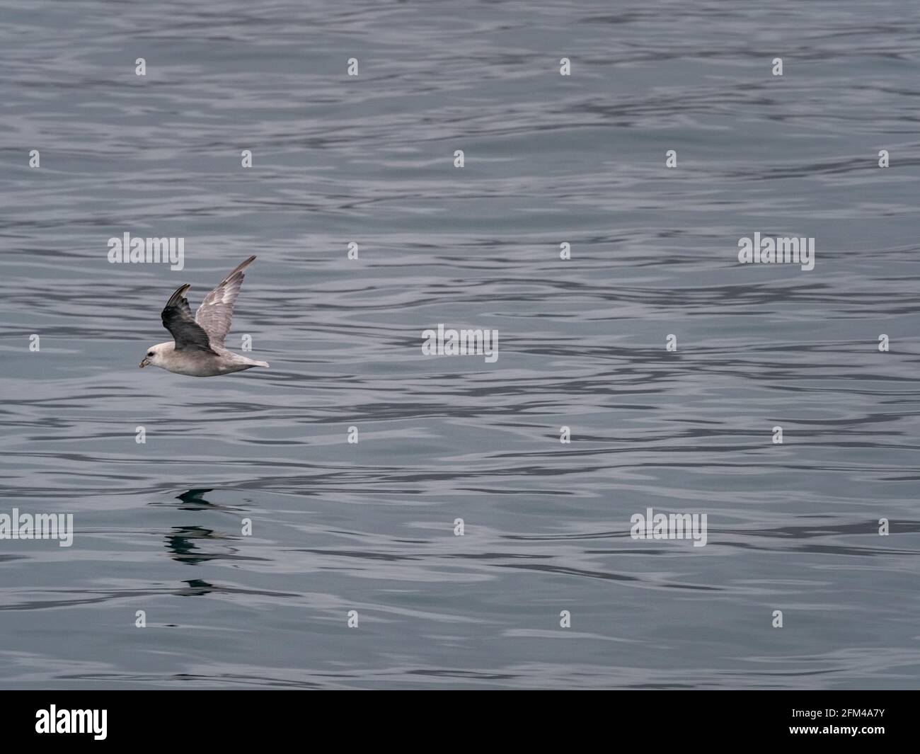 Svalbard Northern Fulmar (Fulmarus glacialis) flying over the arctic ...