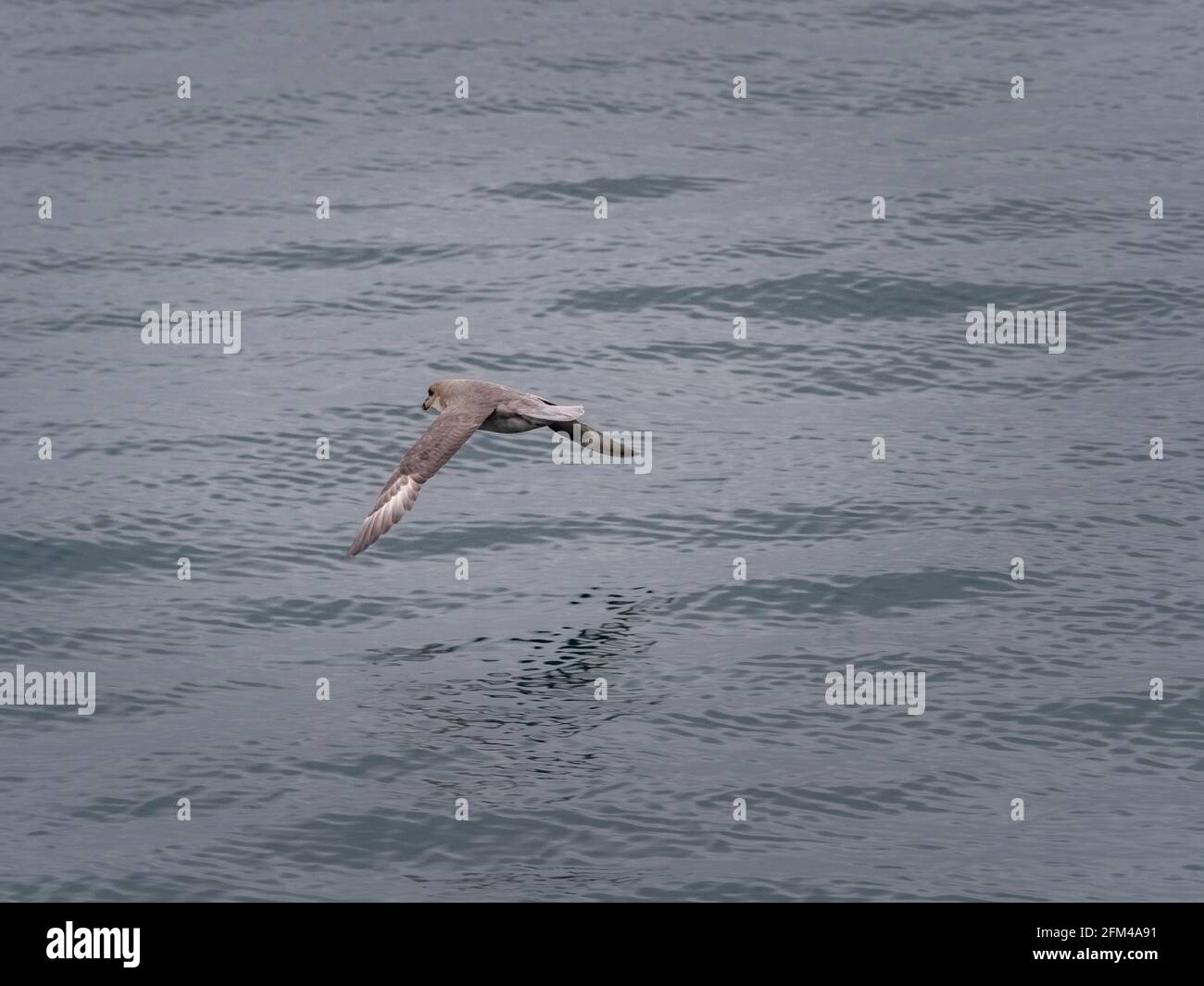 Svalbard Northern Fulmar (Fulmarus glacialis) flying over the arctic ...