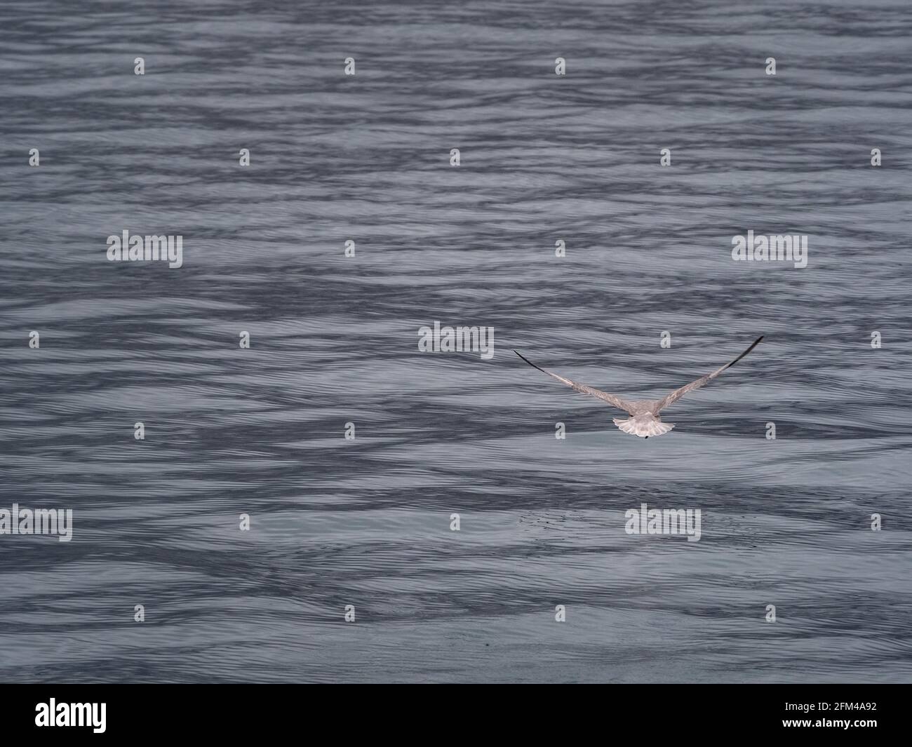 Svalbard Northern Fulmar (Fulmarus glacialis) flying over the arctic ...