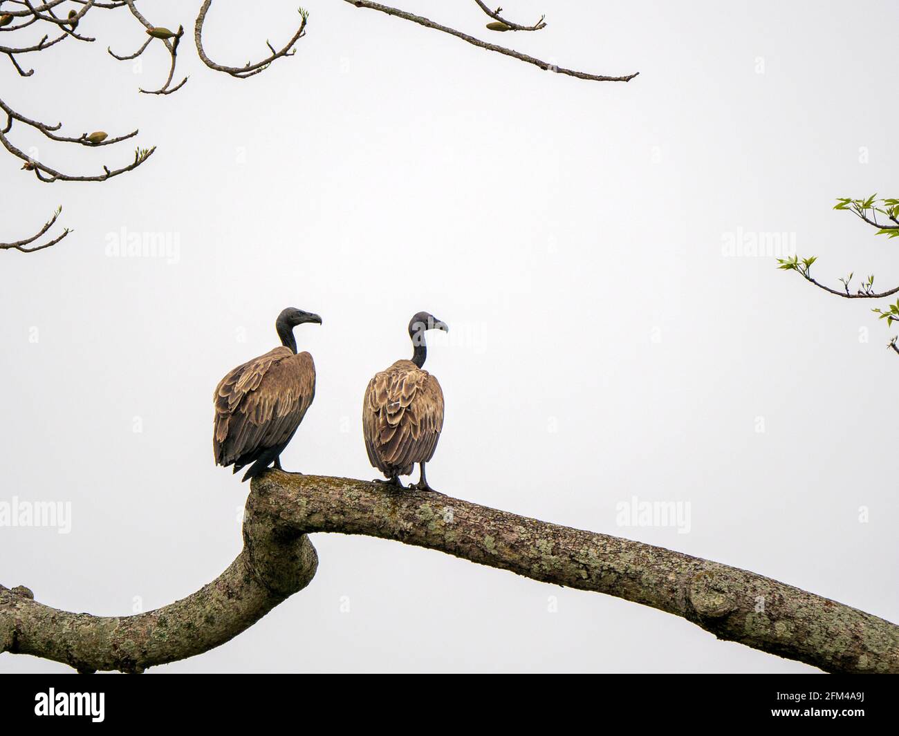 Slender Billed Vultures Bird at Kaziranga National Park, Assam, India ...