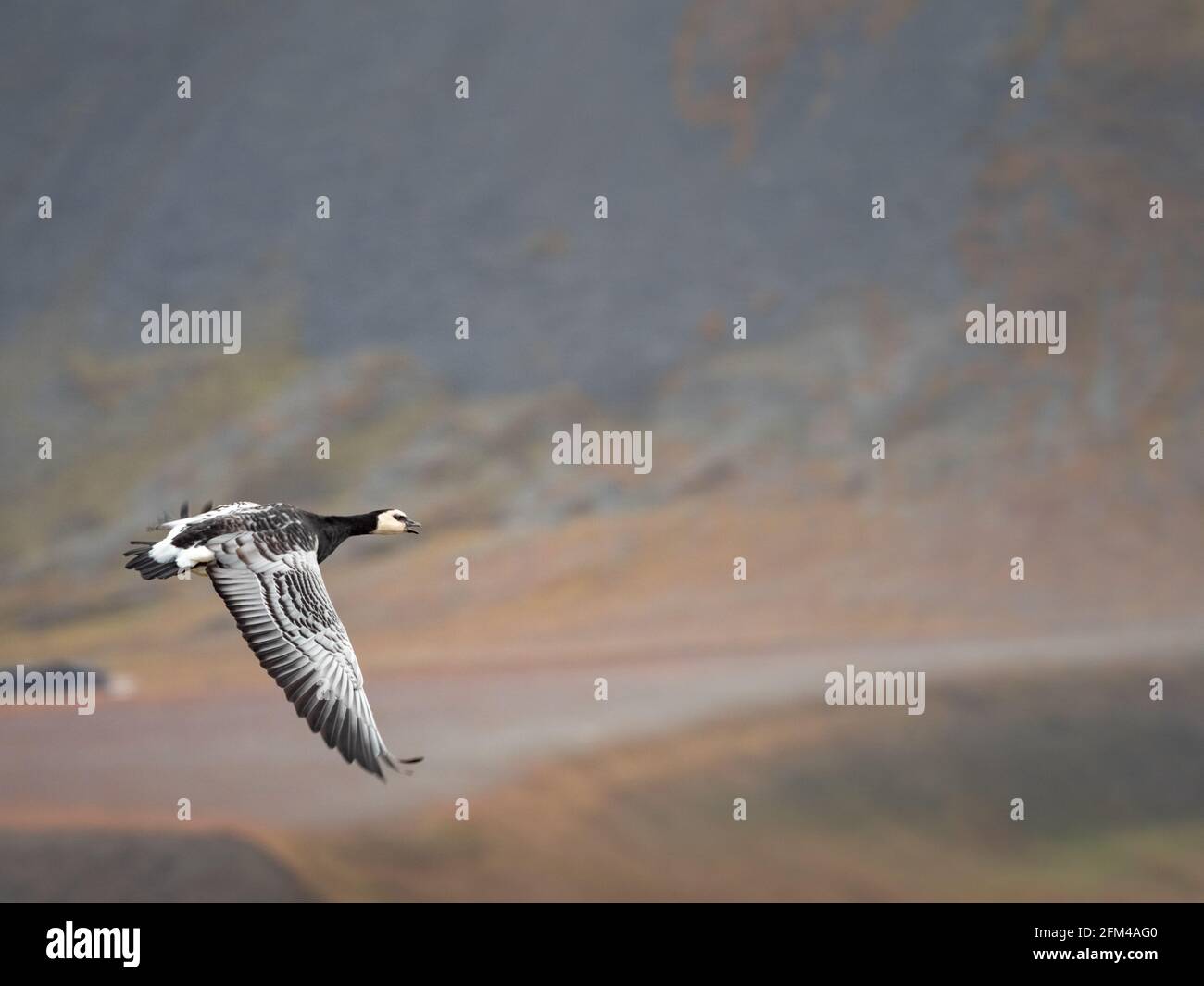 Arctic goose flying hi-res stock photography and images - Alamy