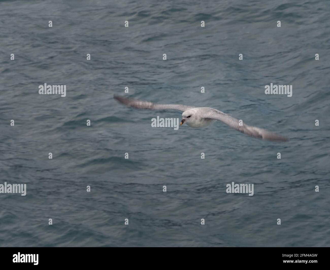 Svalbard Northern Fulmar (Fulmarus glacialis) flying over the arctic ...