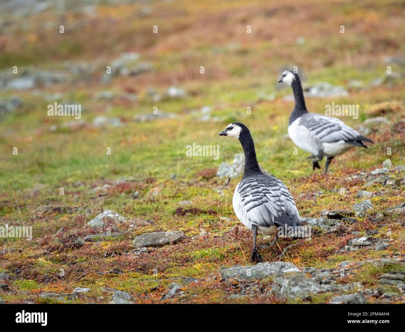 Group off Barnacle goose in arctic. Svalbard, Norway Stock Photo - Alamy