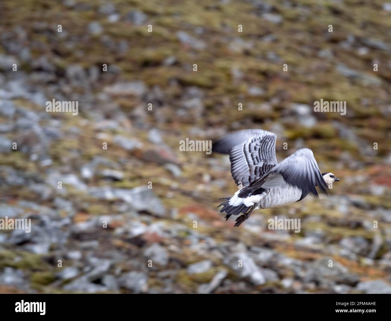 Group off Barnacle goose in arctic. Svalbard, Norway Stock Photo - Alamy