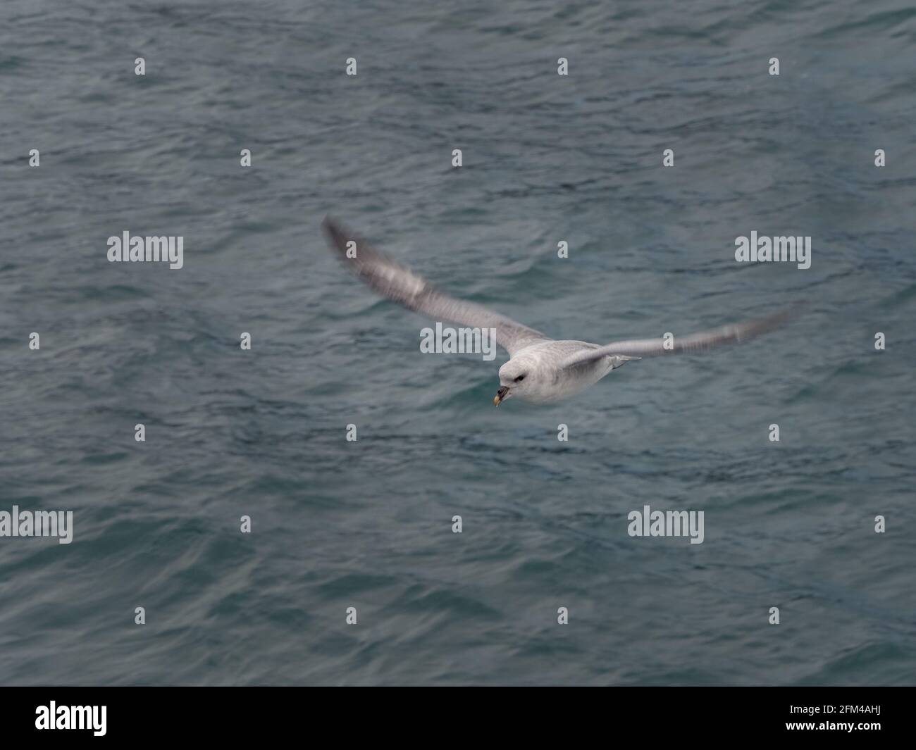 Svalbard Northern Fulmar (Fulmarus glacialis) flying over the arctic ...