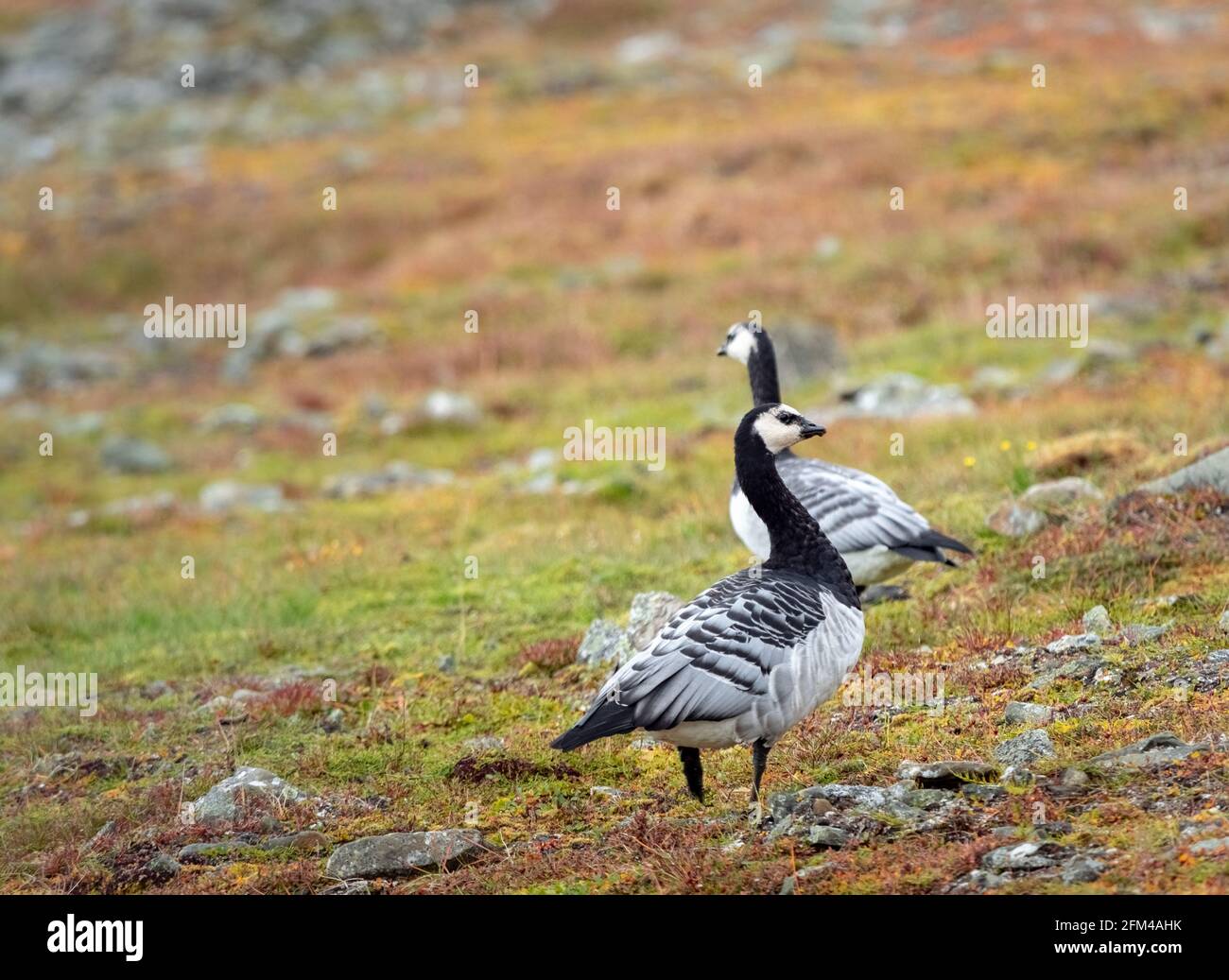 Group off Barnacle goose in arctic. Svalbard, Norway Stock Photo - Alamy
