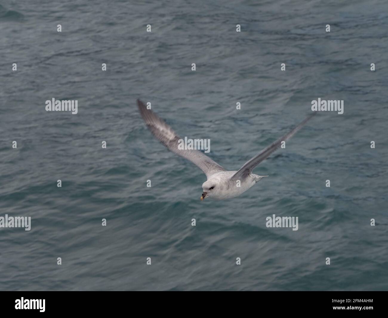 Svalbard Northern Fulmar (Fulmarus glacialis) flying over the arctic ...