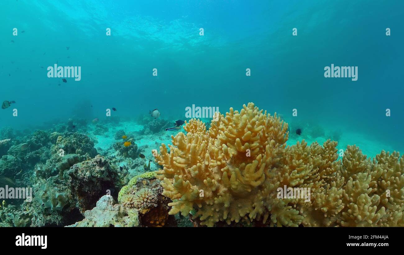 The underwater world of coral reef with fishes at diving. Coral garden ...