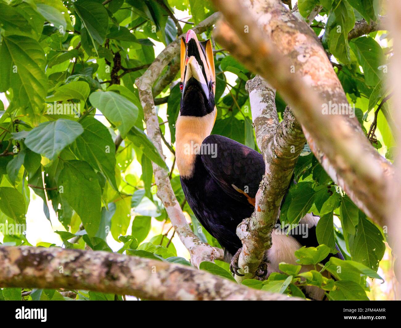 The great hornbill (Buceros bicornis) also known as the concave-casqued ...