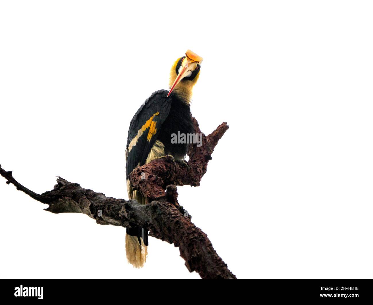 The great hornbill (Buceros bicornis) also known as the concave-casqued ...