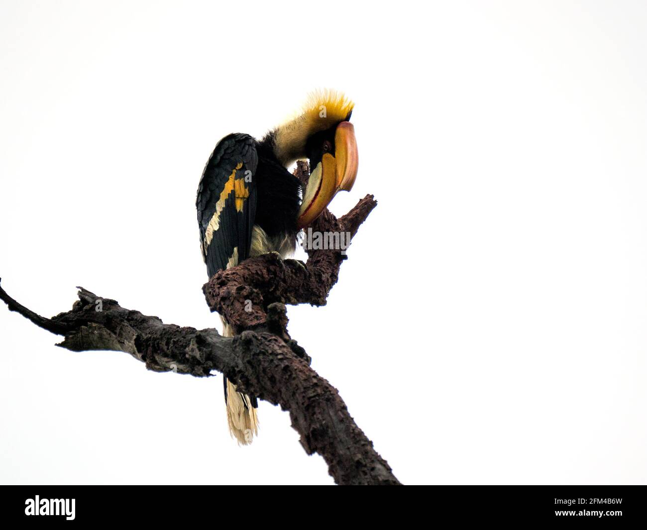 The great hornbill (Buceros bicornis) also known as the concave-casqued ...