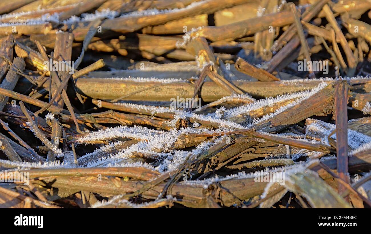 Frozen broken reed stems winter background, filled frame - poaceae ...