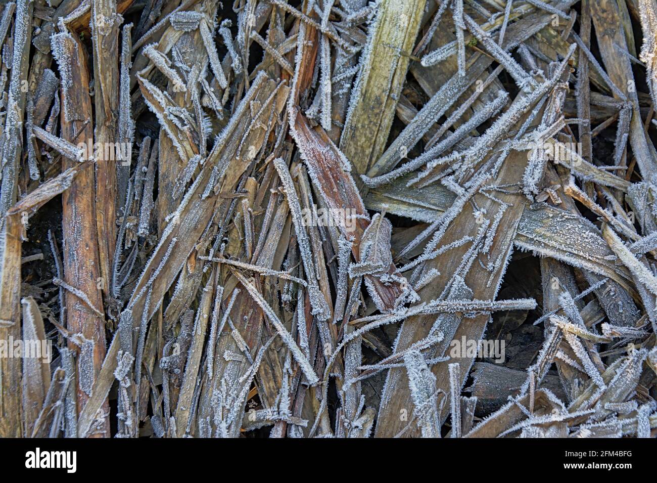 Frozen broken reed stems winter background, filled frame - poaceae ...